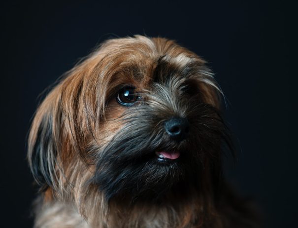 50 Kleine Hondenrassen | Eigenschappen & Kenmerken | Pawness