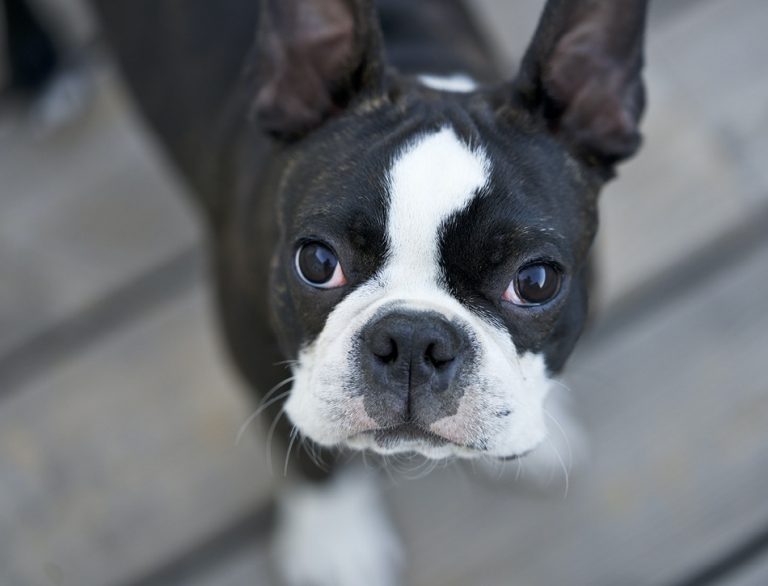 50 Kleine Hondenrassen | Eigenschappen & Kenmerken | Pawness