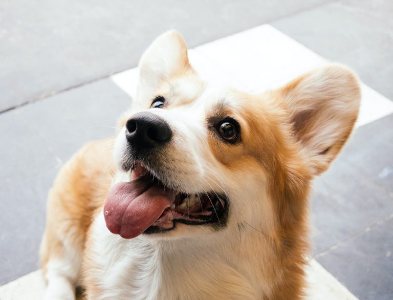 50 Kleine Hondenrassen | Eigenschappen & Kenmerken | Pawness