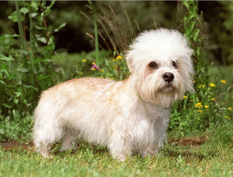 50 Kleine Hondenrassen | Eigenschappen & Kenmerken | Pawness