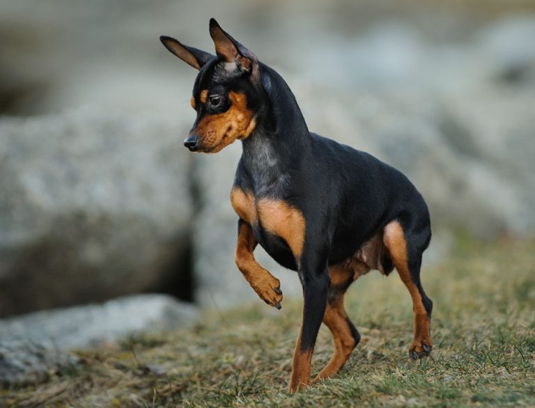 50 Kleine Hondenrassen | Eigenschappen & Kenmerken | Pawness