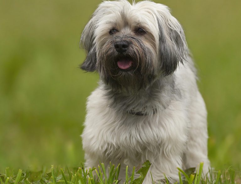 50 Kleine Hondenrassen | Eigenschappen & Kenmerken | Pawness