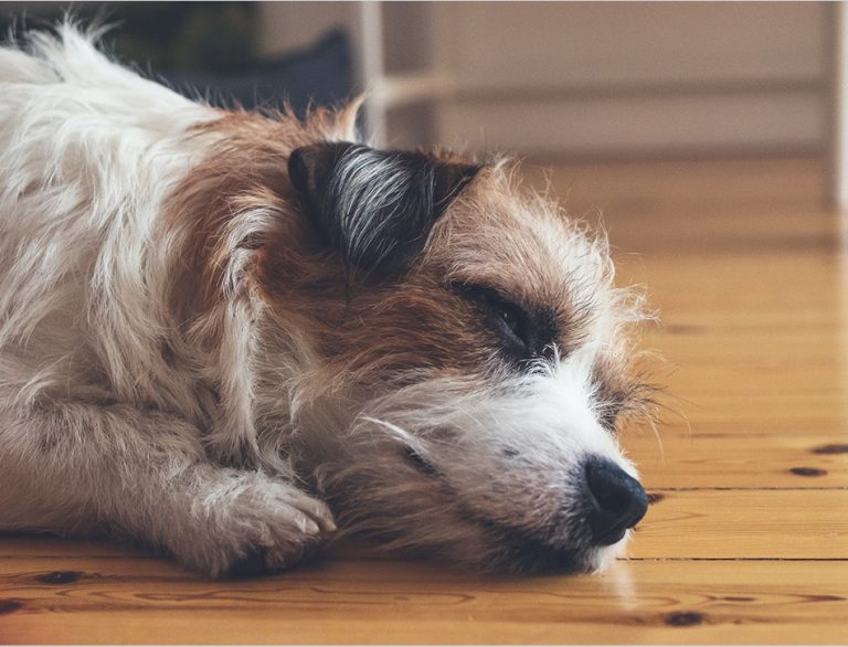 50 Kleine Hondenrassen | Eigenschappen & Kenmerken | Pawness