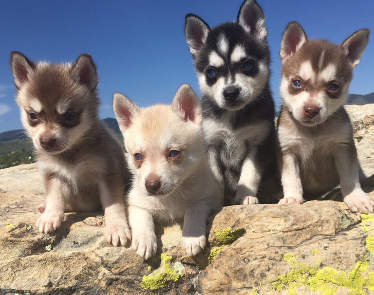 50 Kleine Hondenrassen | Eigenschappen & Kenmerken | Pawness