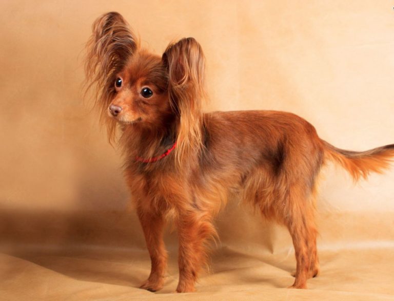 50 Kleine Hondenrassen | Eigenschappen & Kenmerken | Pawness