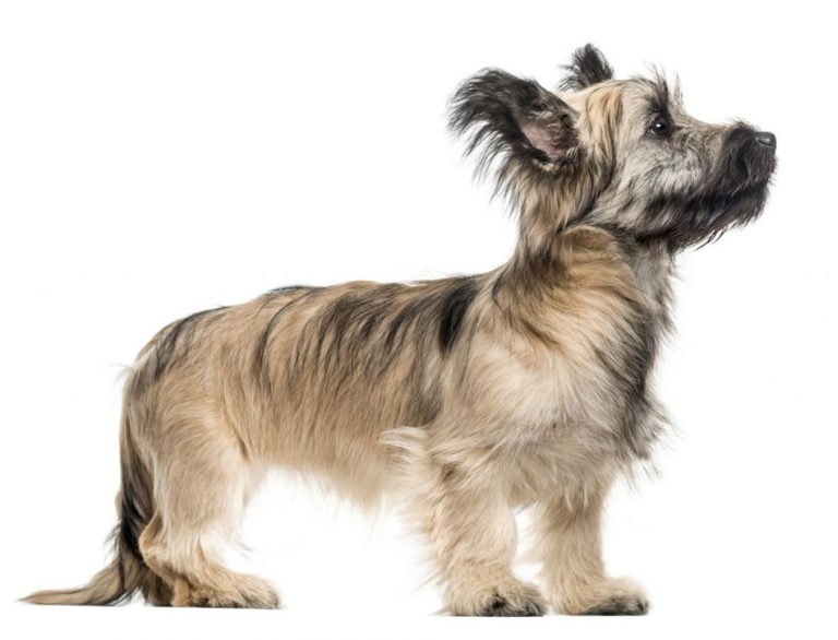 50 Kleine Hondenrassen | Eigenschappen & Kenmerken | Pawness