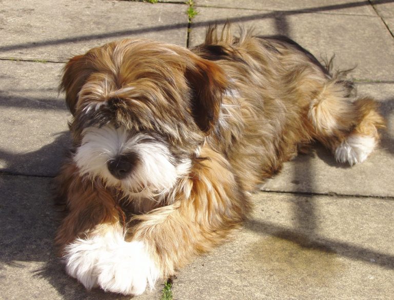 50 Kleine Hondenrassen | Eigenschappen & Kenmerken | Pawness