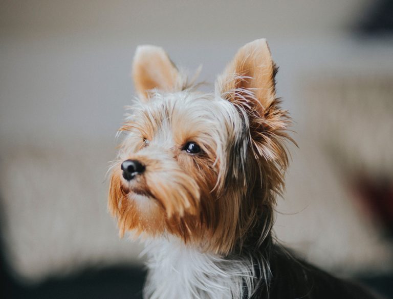 50 Kleine Hondenrassen | Eigenschappen & Kenmerken | Pawness