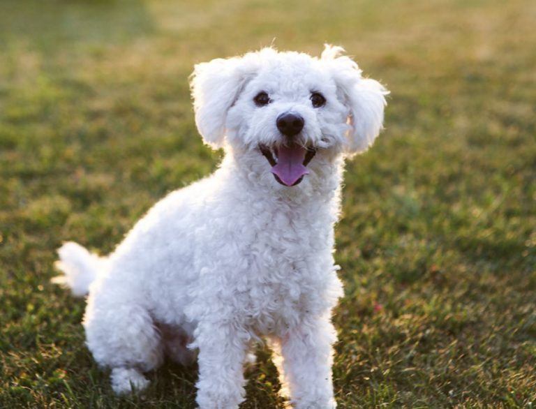 50 Kleine Hondenrassen | Eigenschappen & Kenmerken | Pawness